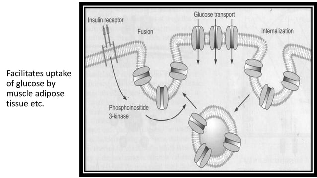 Structure& function of insulin,glucagon By Dr. Ashok KUmar Jeppu | PDF
