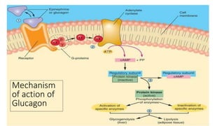 Structure& function of insulin,glucagon By Dr. Ashok KUmar Jeppu | PDF