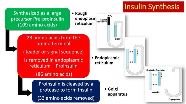 Structure& function of insulin,glucagon By Dr. Ashok KUmar Jeppu | PDF