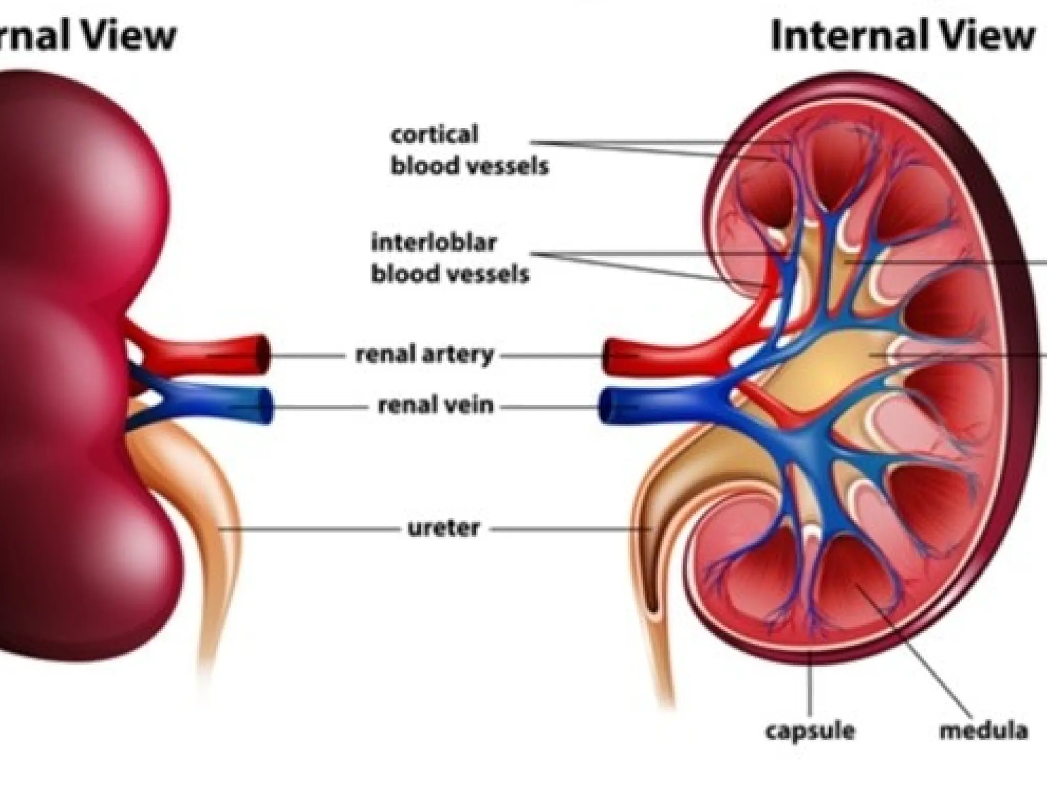 Structure and function of kidneys .pptx