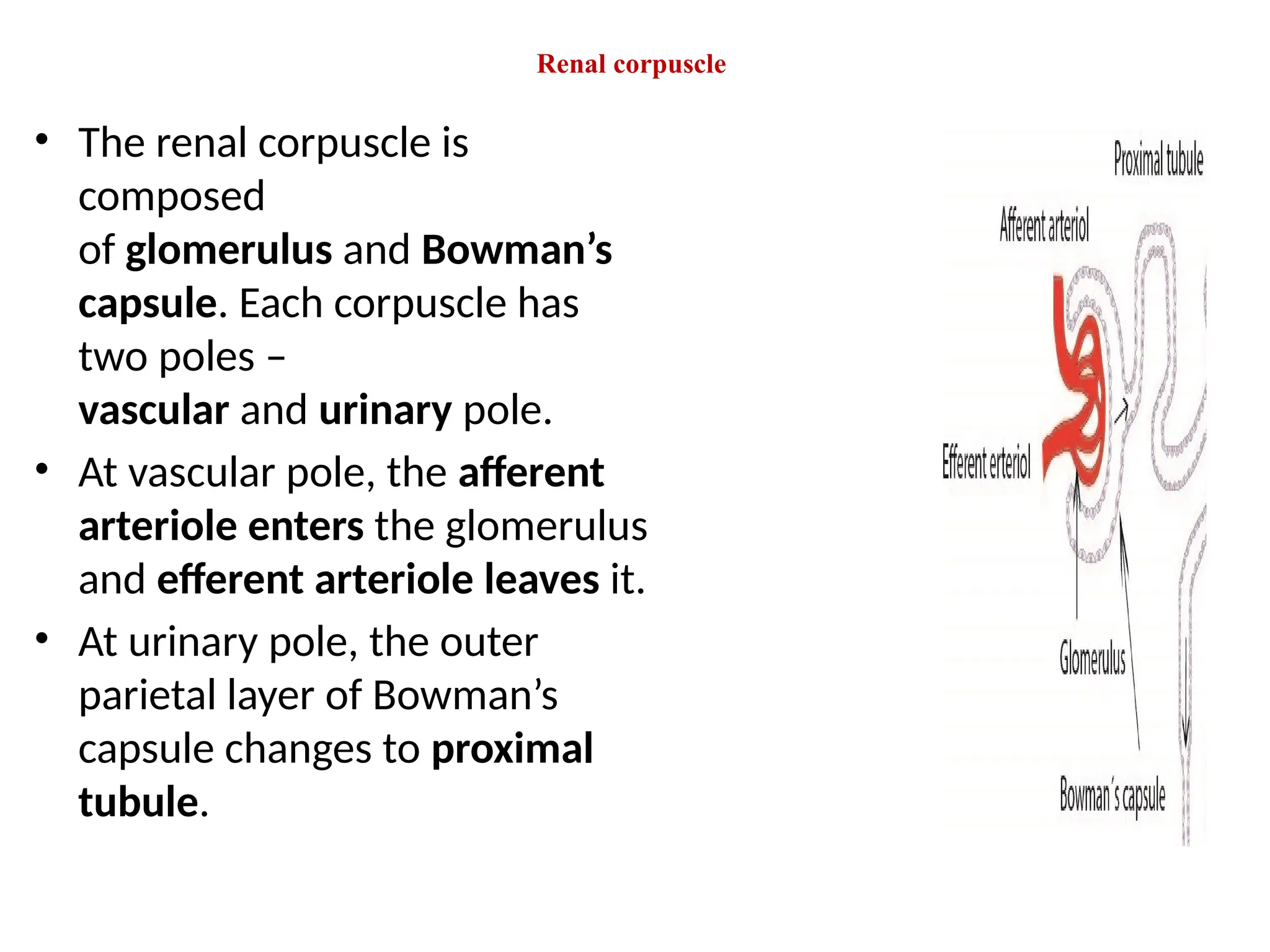 Structure and function of kidneys .pptx
