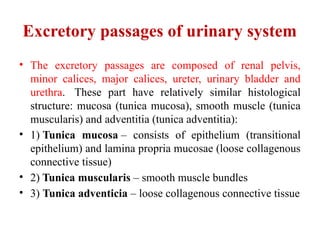 Structure and function of kidneys .pptx