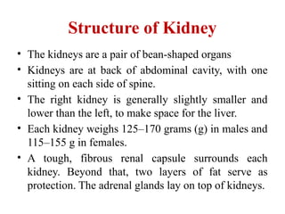 Structure and function of kidneys .pptx