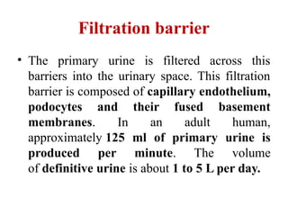 Structure and function of kidneys .pptx