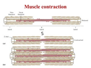 Structure and Function of muscles.pptx