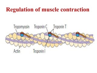 Structure and Function of muscles.pptx