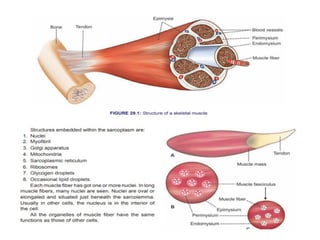 Structure and Function of muscles.pptx