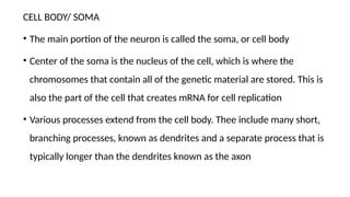 Structure & function of nerve tissue.pptx