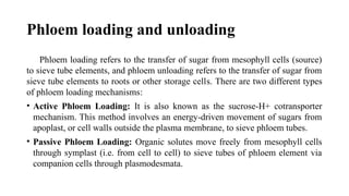 Plant physiology - Structure & function of phloem.pptx