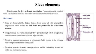 Plant physiology - Structure & function of phloem.pptx
