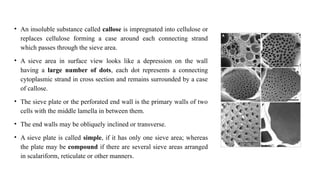 Plant physiology - Structure & function of phloem.pptx