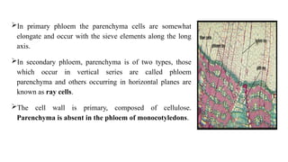 Plant physiology - Structure & function of phloem.pptx