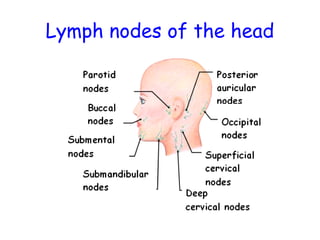Structure & functions of lymphatic system | PPT
