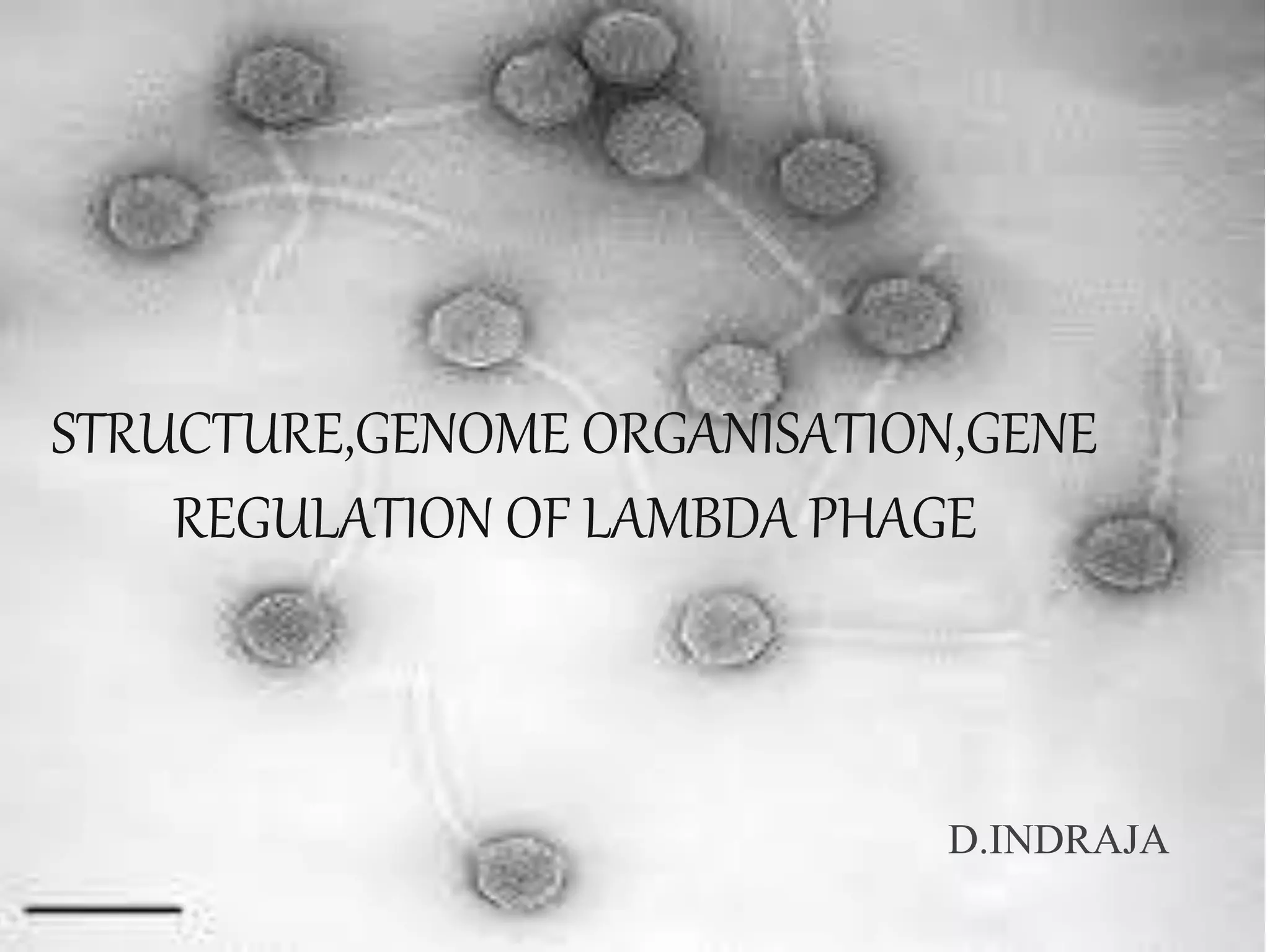 Structure,genome organisation,gene regulation of lambda phage | PPTX