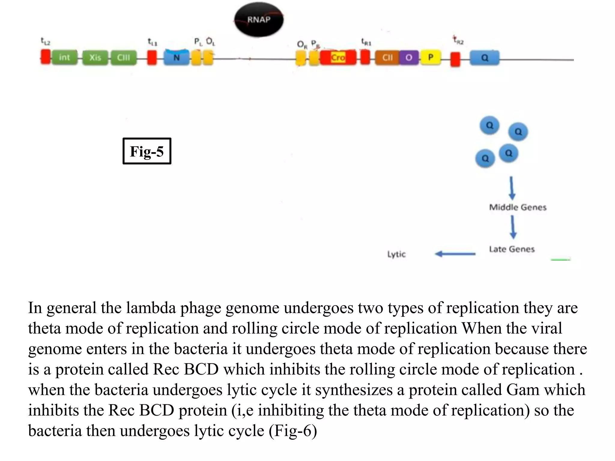 Structure,genome organisation,gene regulation of lambda phage | PPTX