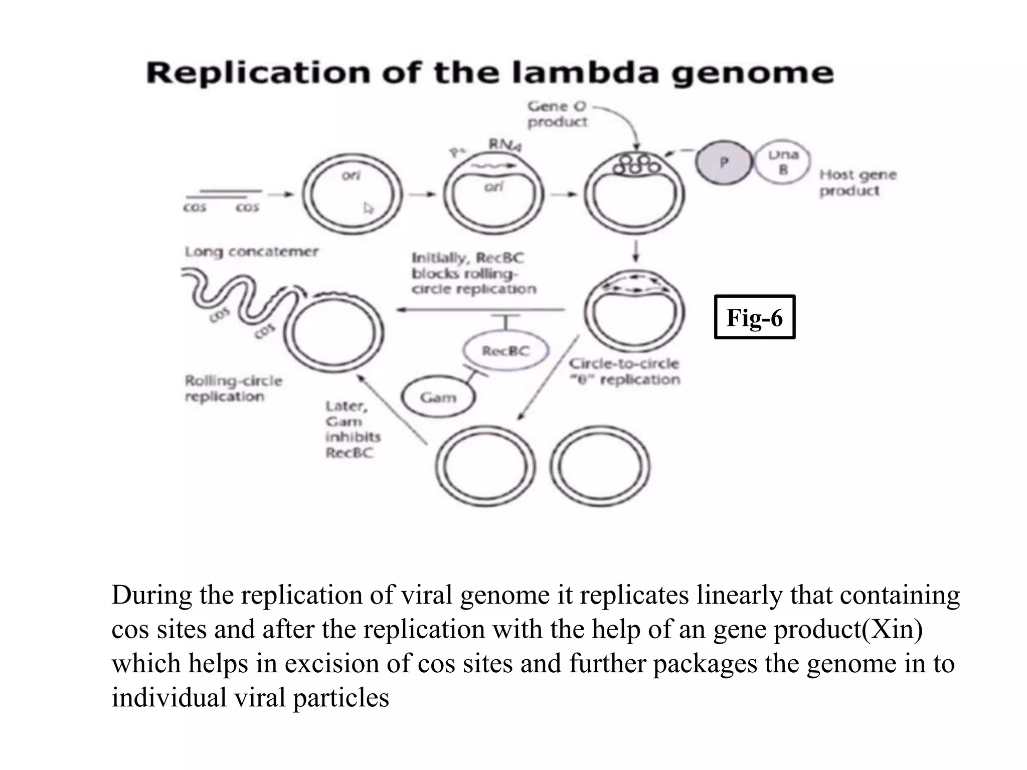 Structure,genome organisation,gene regulation of lambda phage | PPTX