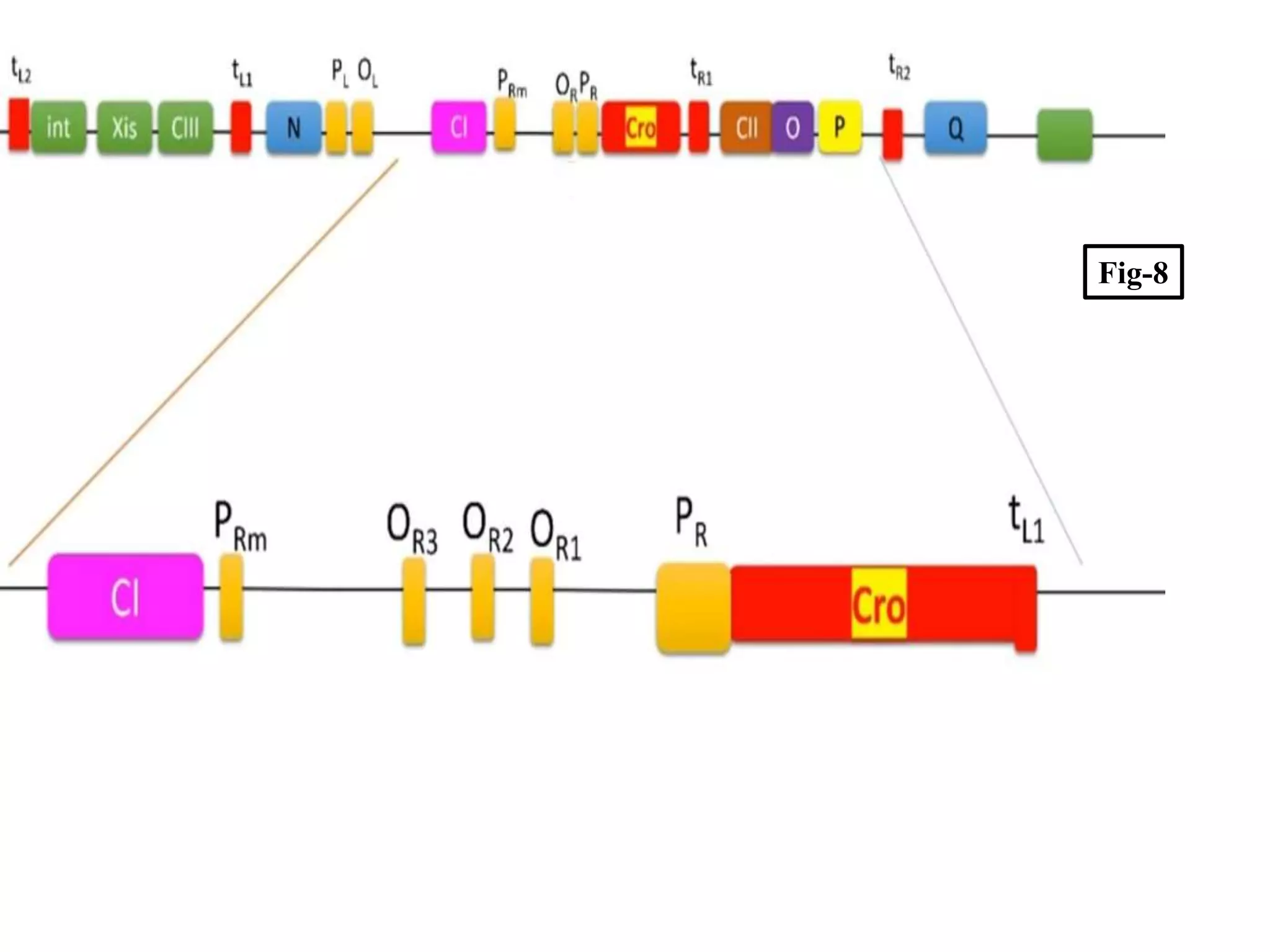 Structure,genome organisation,gene regulation of lambda phage | PPTX