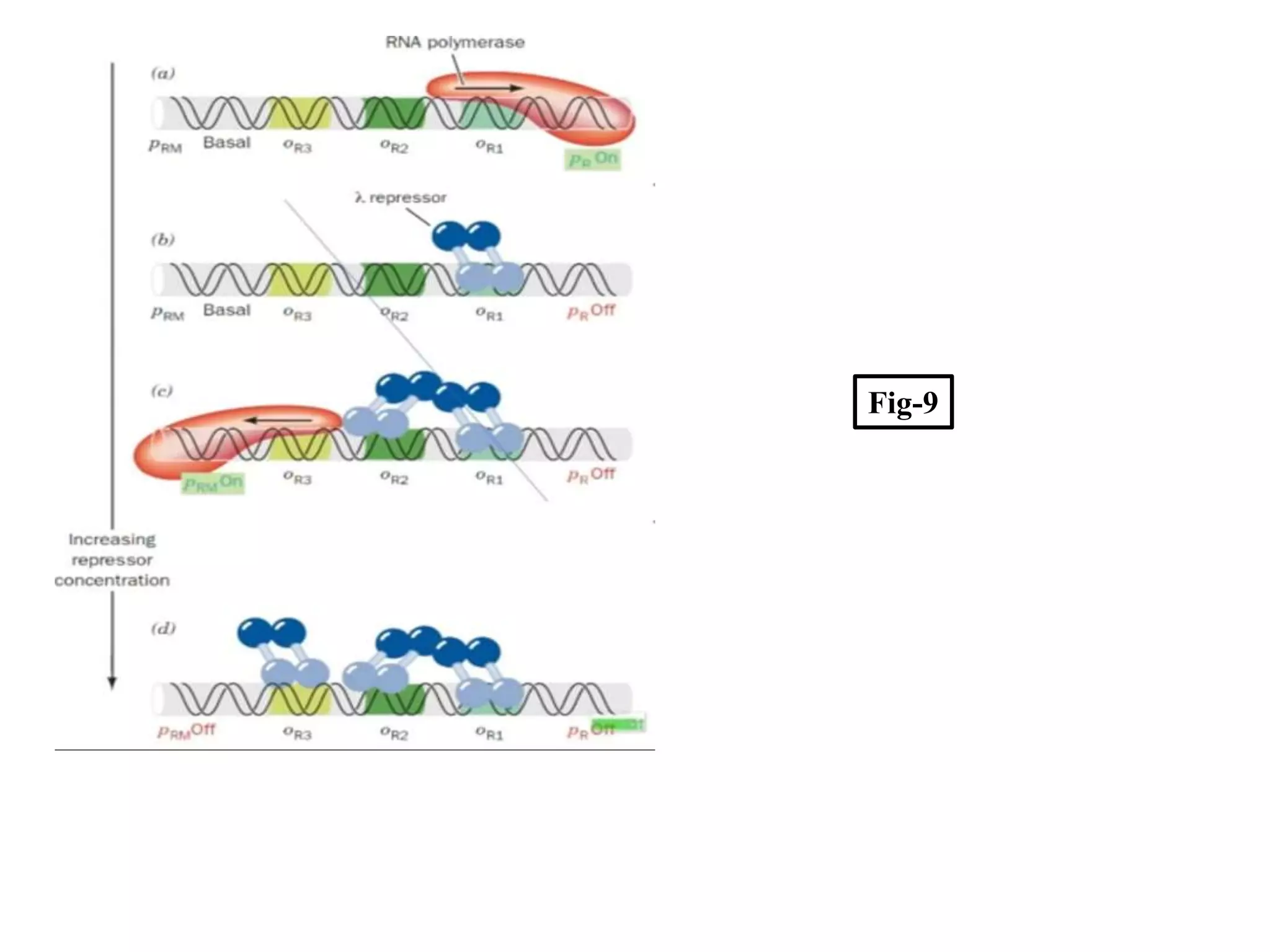 Structure Genome Organisation Gene Regulation Of Lambda Phage Ppt