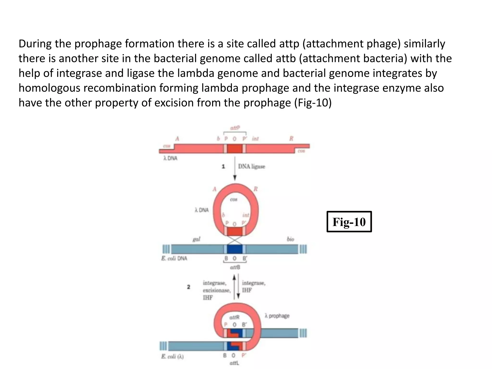 Structure,genome organisation,gene regulation of lambda phage | PPTX