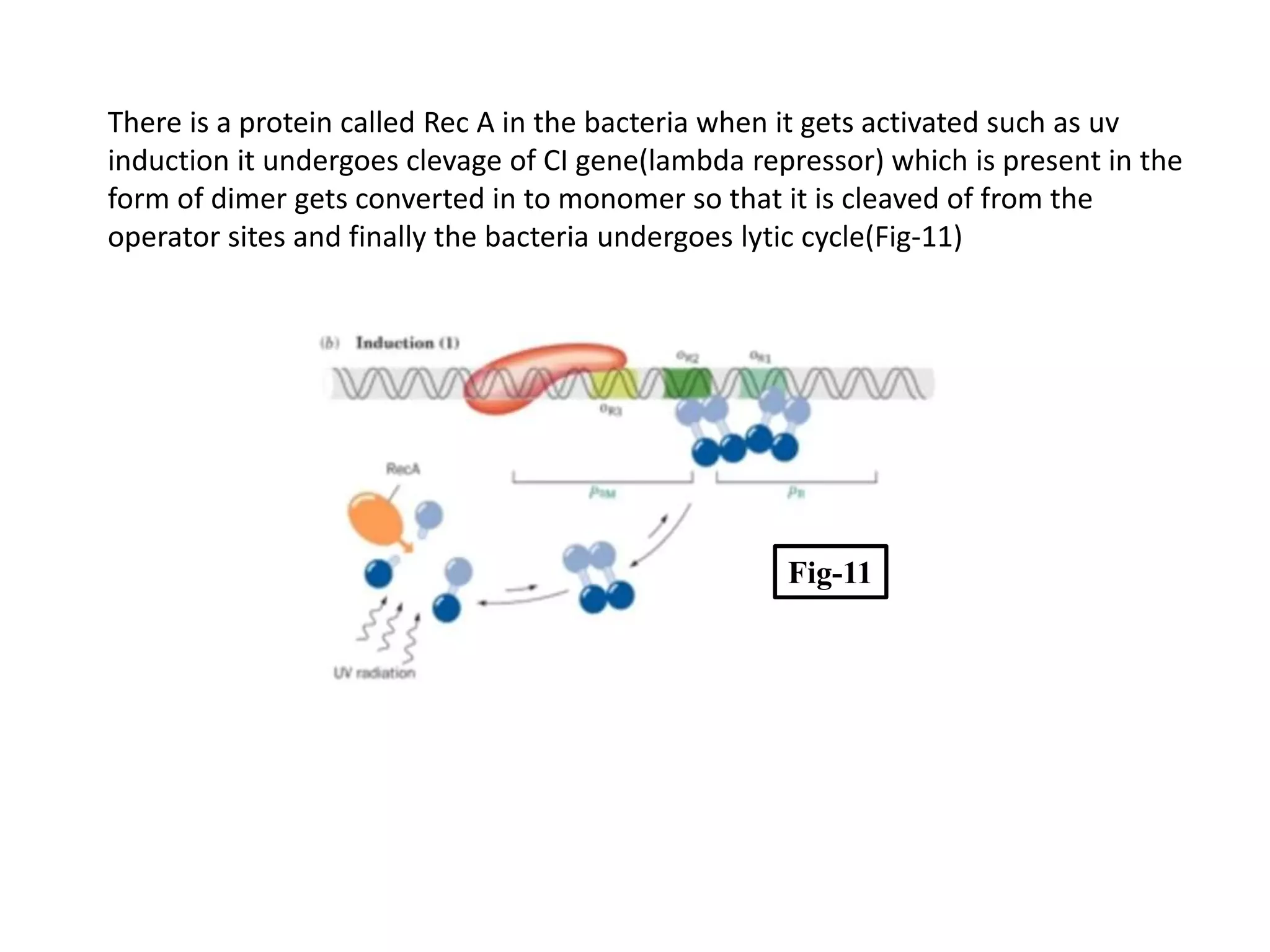 Structure,genome organisation,gene regulation of lambda phage | PPTX