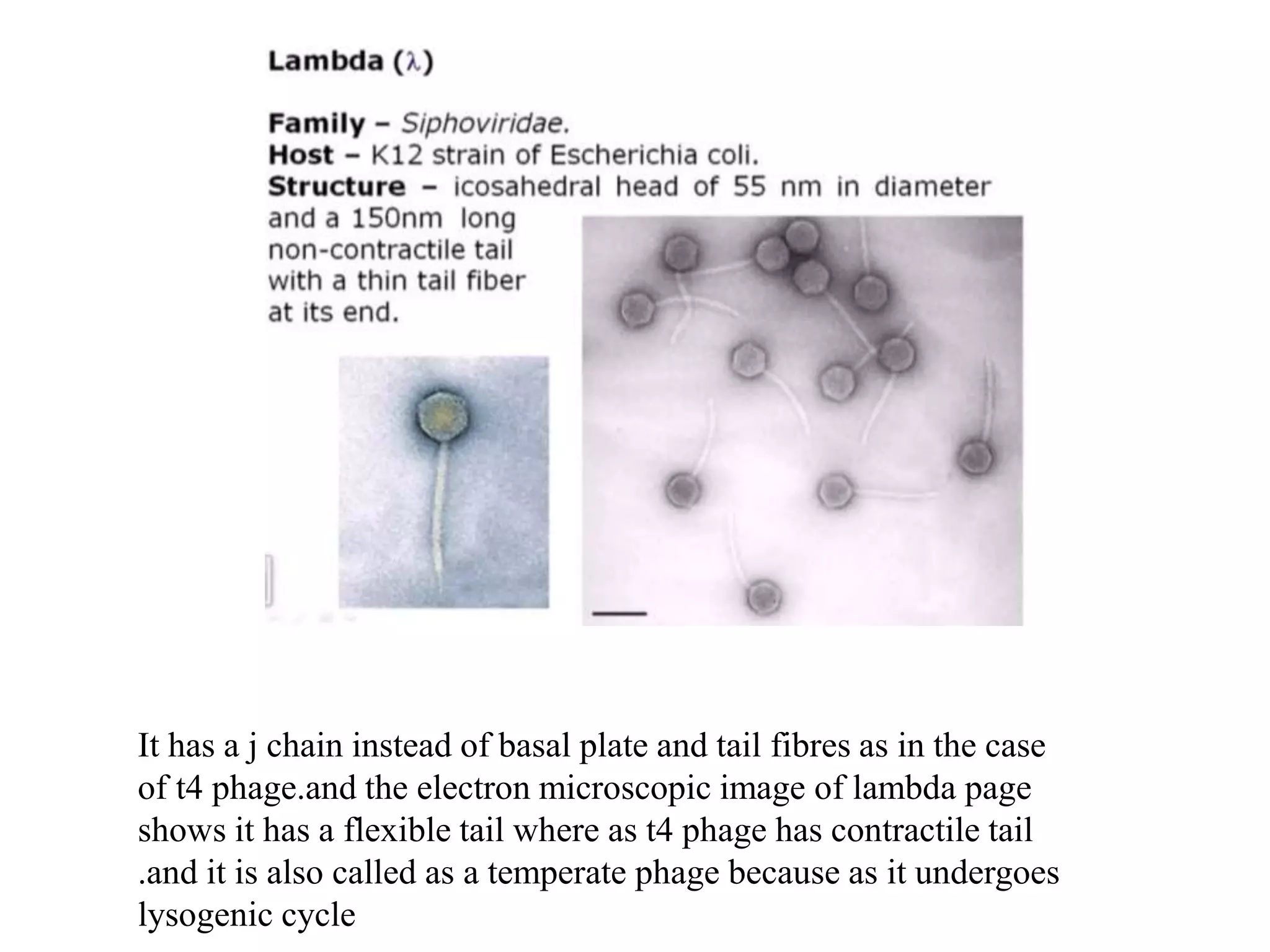 Structure,genome organisation,gene regulation of lambda phage | PPTX