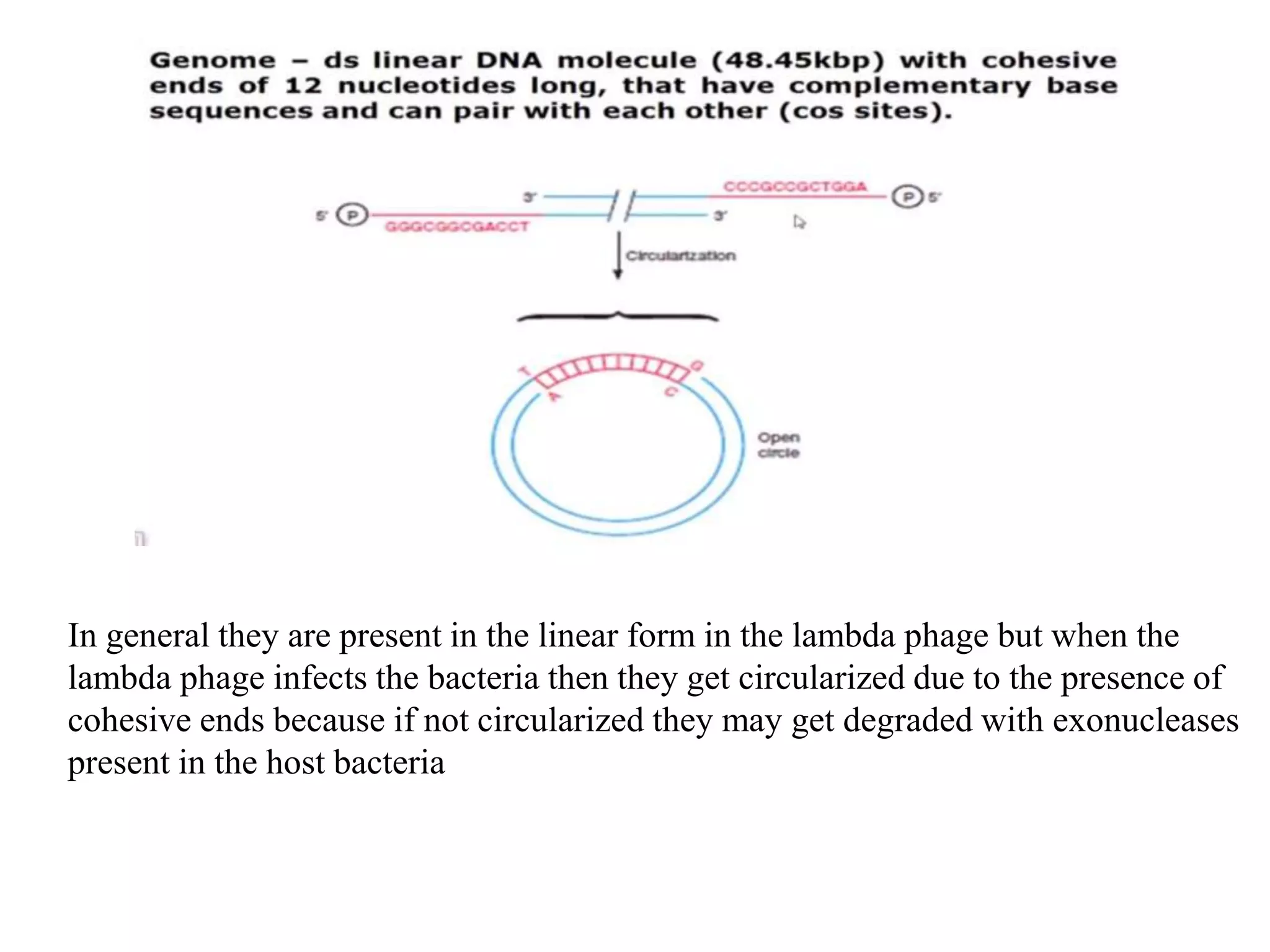 Structure,genome organisation,gene regulation of lambda phage | PPTX