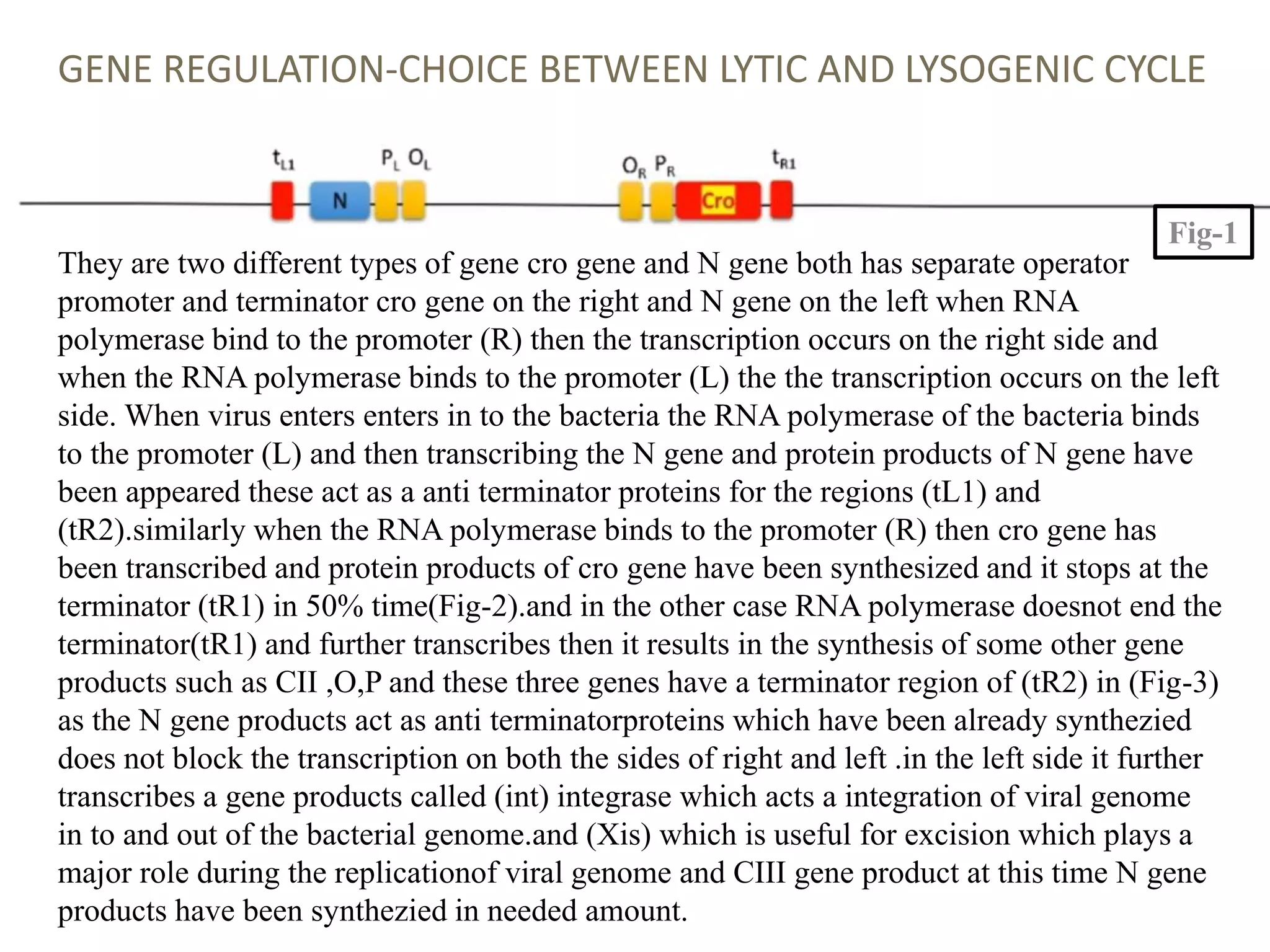 Structure,genome organisation,gene regulation of lambda phage | PPTX