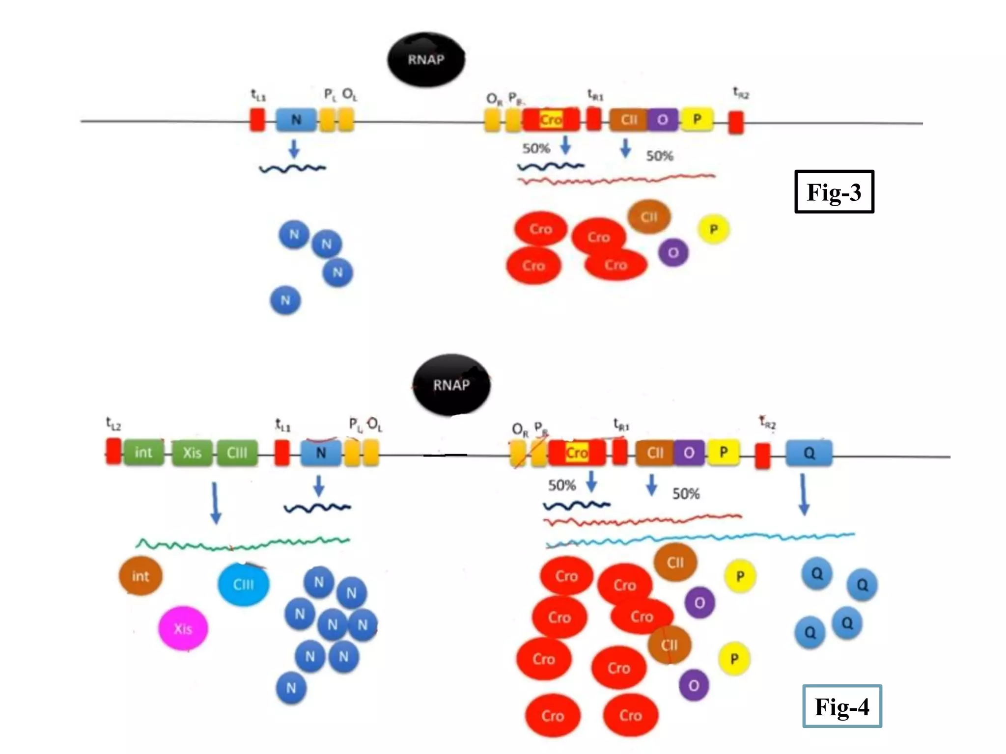 Structure Genome Organisation Gene Regulation Of Lambda Phage Ppt