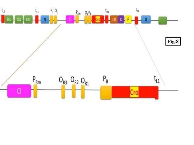 Structure Genome Organisation Gene Regulation Of Lambda Phage Ppt