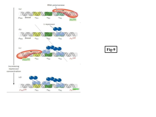 Structure,genome organisation,gene regulation of lambda phage | PPTX