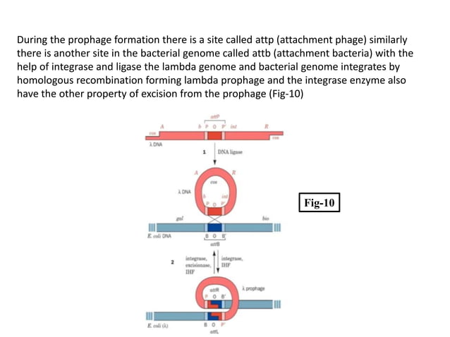Structure,genome organisation,gene regulation of lambda phage | PPTX