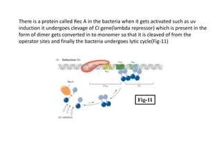 Structure,genome organisation,gene regulation of lambda phage | PPTX