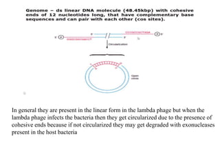 Structure,genome organisation,gene regulation of lambda phage | PPTX