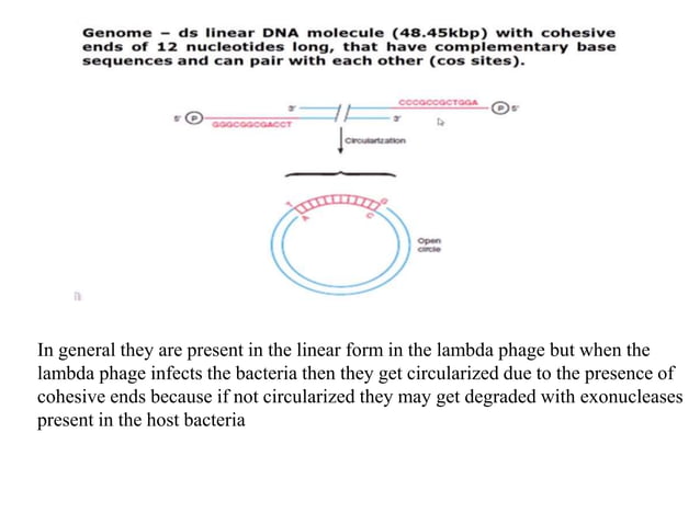 Structure Genome Organisation Gene Regulation Of Lambda Phage Ppt