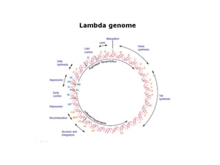 Structure,genome organisation,gene regulation of lambda phage | PPTX
