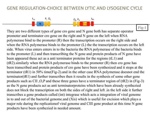 Structuregenome Organisationgene Regulation Of Lambda Phage Pptx 5583