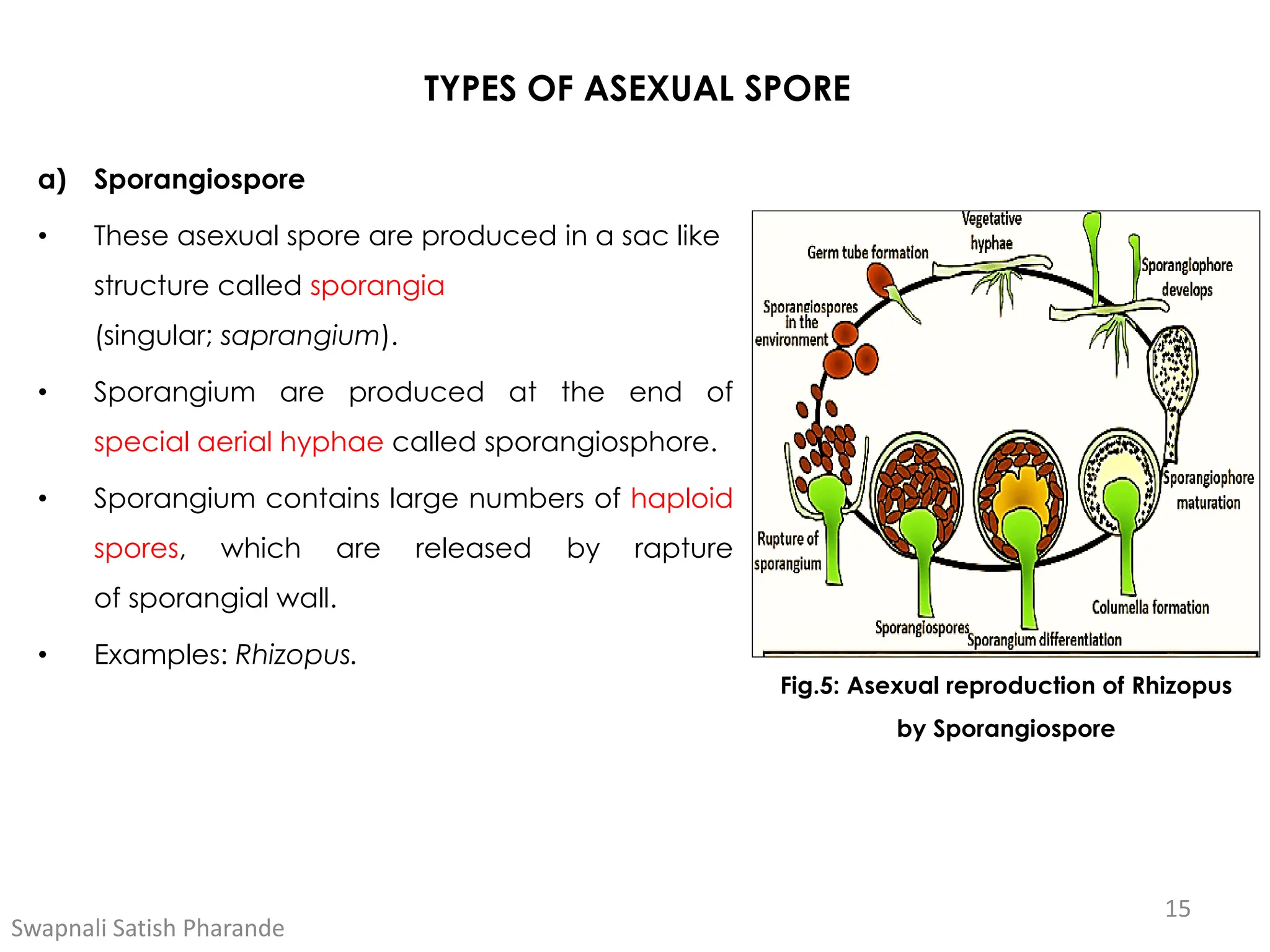 Structure, Importance and Reproduction of Fungi | PDF