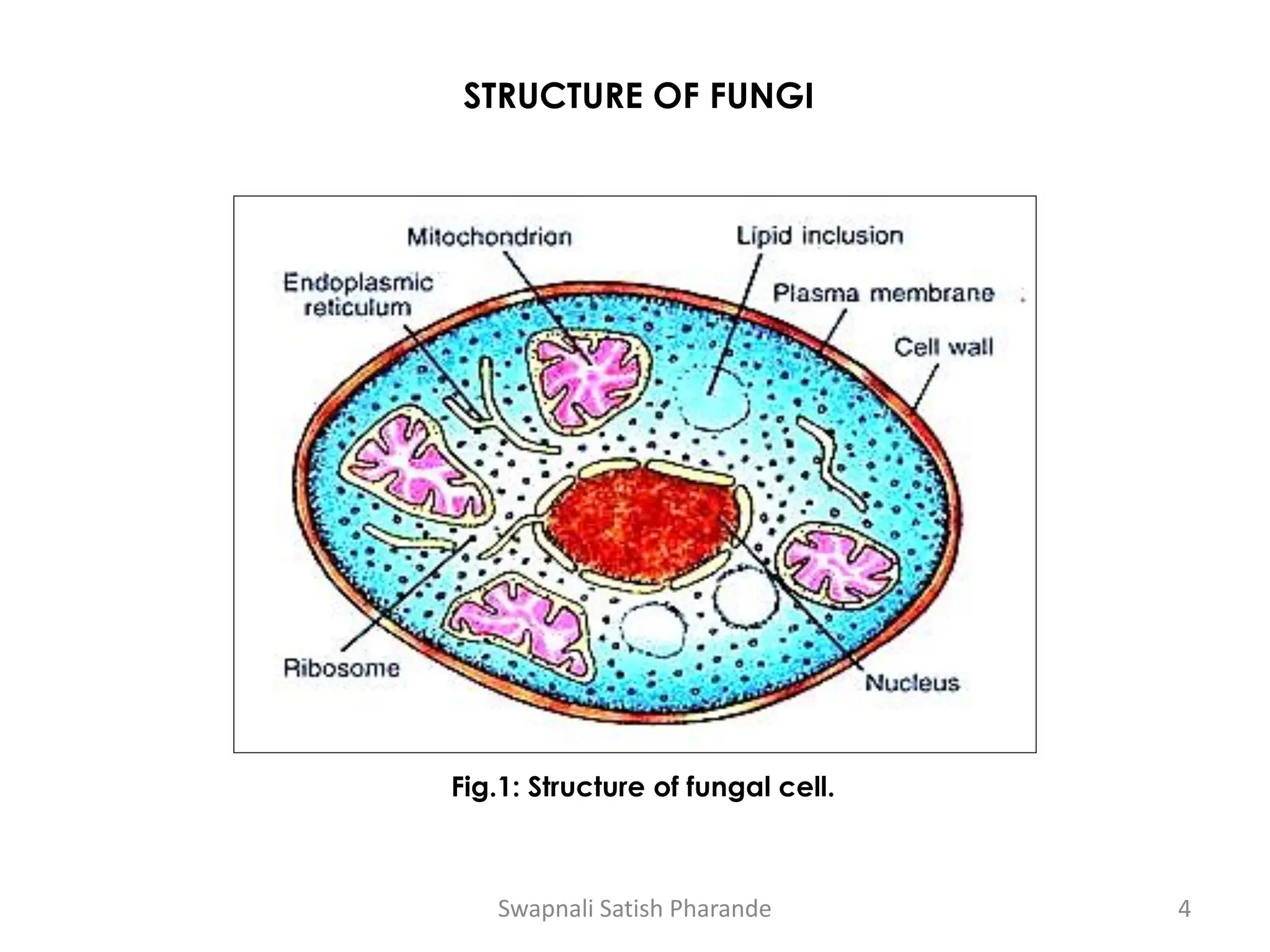 Structure, Importance and Reproduction of Fungi | PDF