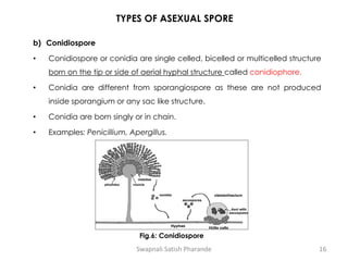 Structure, Importance and Reproduction of Fungi | PDF