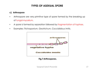 Structure, Importance and Reproduction of Fungi | PDF