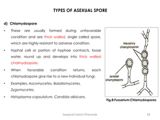 Structure, Importance and Reproduction of Fungi | PDF