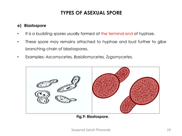 Structure, Importance and Reproduction of Fungi | PPT