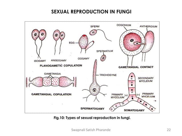 Structure, Importance and Reproduction of Fungi | PPT