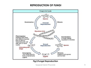 Structure, Importance and Reproduction of Fungi | PDF