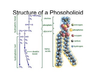 Structure leads to function | PPTX