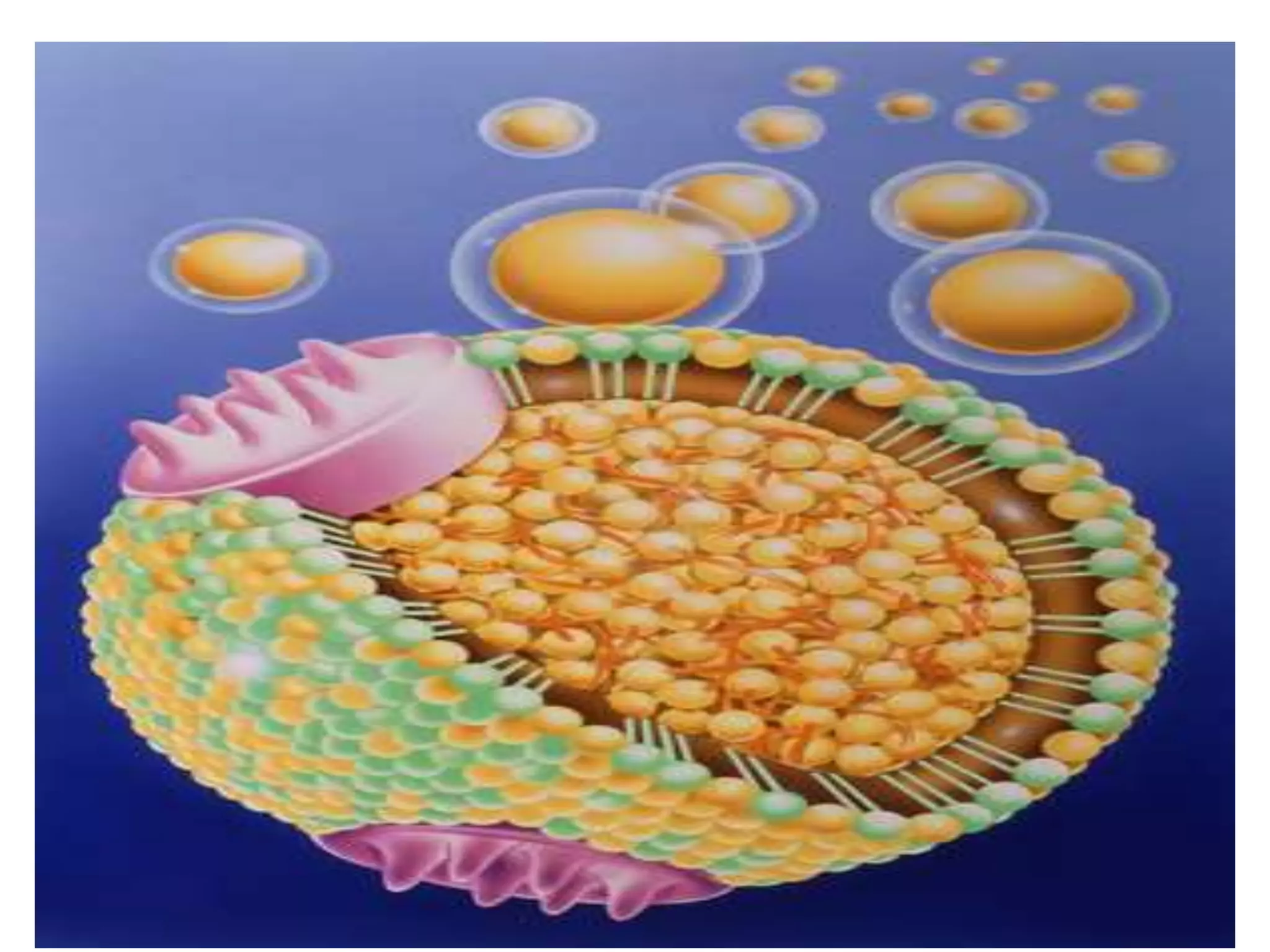 Structure lipoproteins | PPTX | Genetics | Science