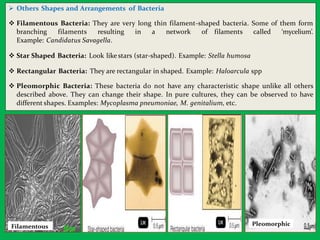 Structure Nutrition and Reproduction in Bacteria By Dr. Neeraj Kumar ...