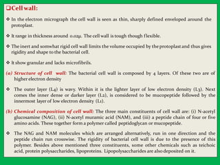 Structure Nutrition and Reproduction in Bacteria By Dr. Neeraj Kumar ...