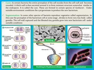 Structure Nutrition and Reproduction in Bacteria By Dr. Neeraj Kumar ...