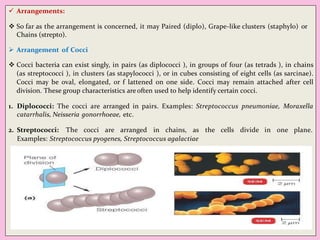 Structure Nutrition and Reproduction in Bacteria By Dr. Neeraj Kumar ...